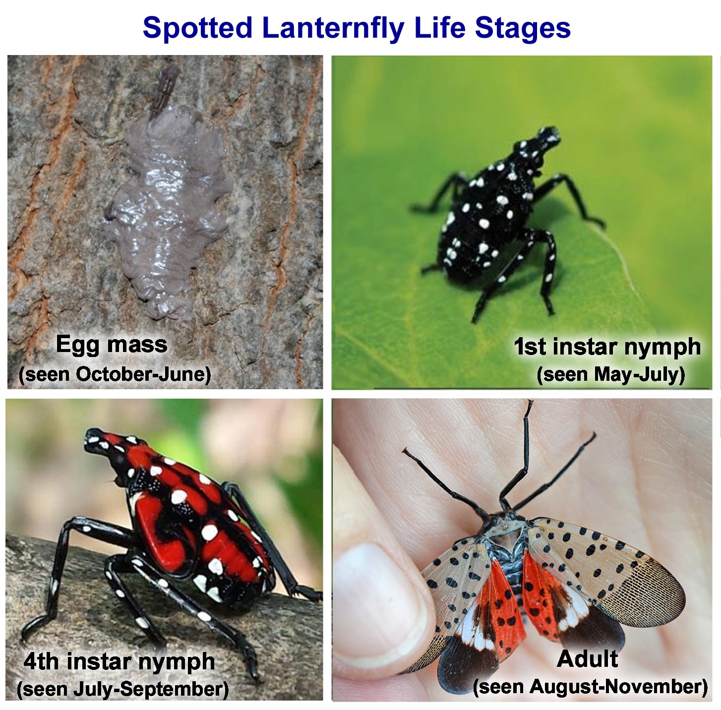 Village e-news: Mosquito spraying tonight | Spotted lanternfly discovered | Tenant workshop ...